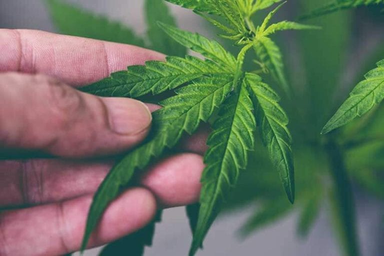 Marijuana laws in California -【2024】- A comprehensive guide | Lluis Law